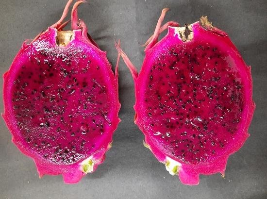 PAU Skill Development Centre organizes training course on cultivation ...