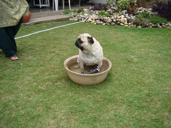 A Dog In A Good Environment